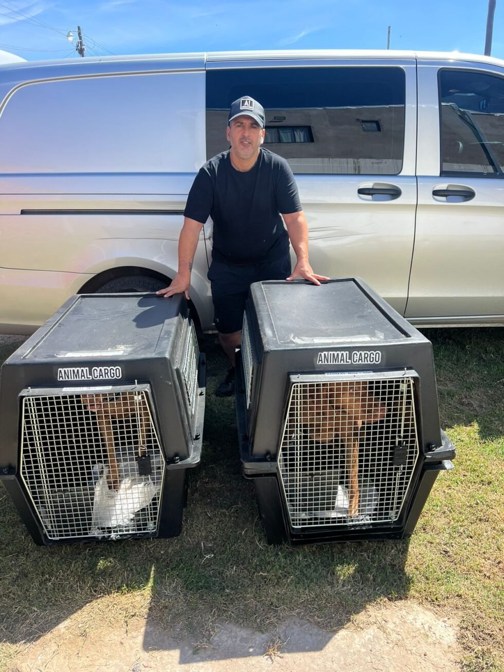 How to Choose the Ideal Carrier for Your Pet - Animal Cargo