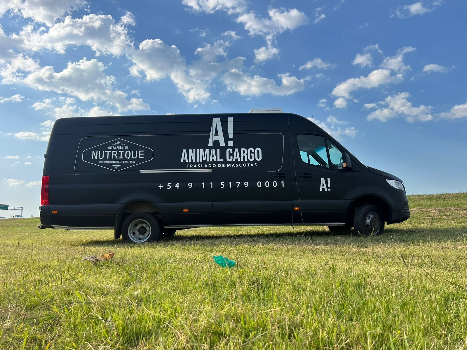Risks to Assess When Transporting Pets: A Complete Guide for Owners ...
